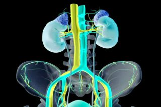 tracto urinario inferior - Prensa Médica